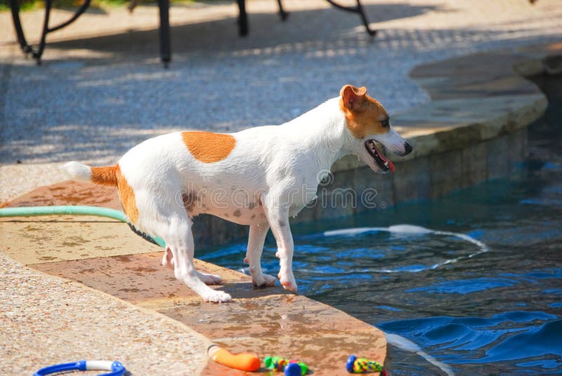Jack Russell Terrier Poolside Stock Photo - Image of motion, running ...