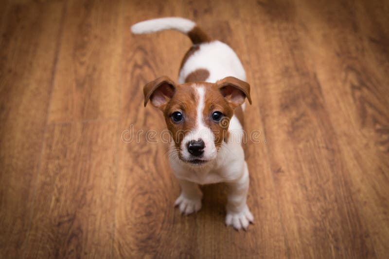 Jack Russell Terrier Barking in Winter Stock Photo - Image of holiday ...