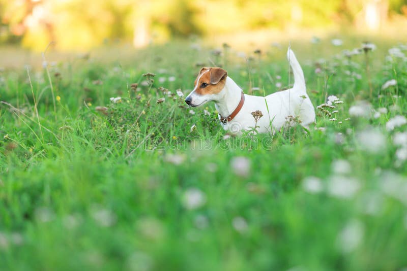 Jack Russell Terrier Puppy in the Grass Stock Photo - Image of gaze ...