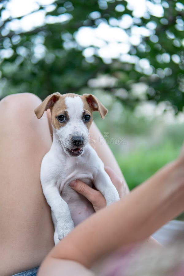 Jack Russell Terrier Puppy in Hands Stock Photo - Image of nature ...