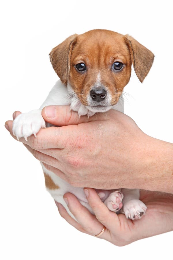 2,802 Jack Russell Hand Stock Photos - Free & Royalty-Free Stock Photos ...