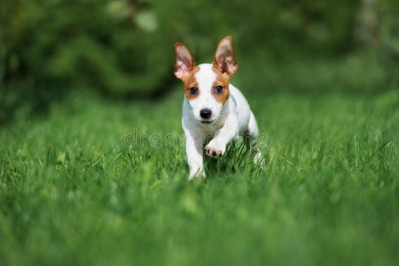 Jack Russell Terrier Puppy Outdoors in Summer Stock Photo - Image of ...
