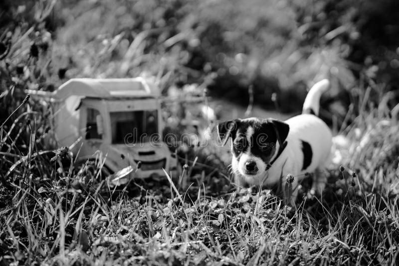 A Jack Russell Terrier Puppy is Playing Outside in a Park on the Grass ...