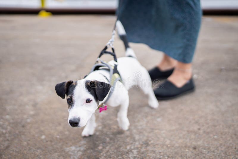 A Jack Russell Terrier Puppy Pulls the Leash while Walking on the ...