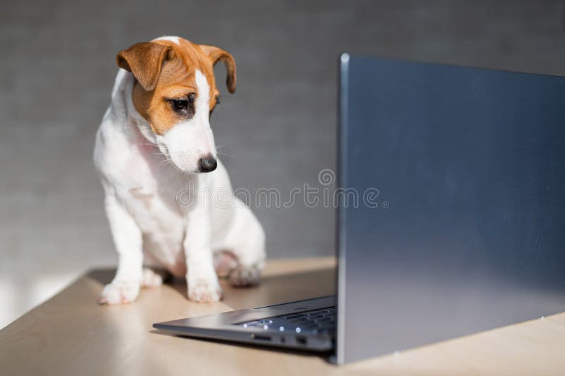 Jack Russell Terrier Puppy is Sitting in Front of a Laptop. a Small ...