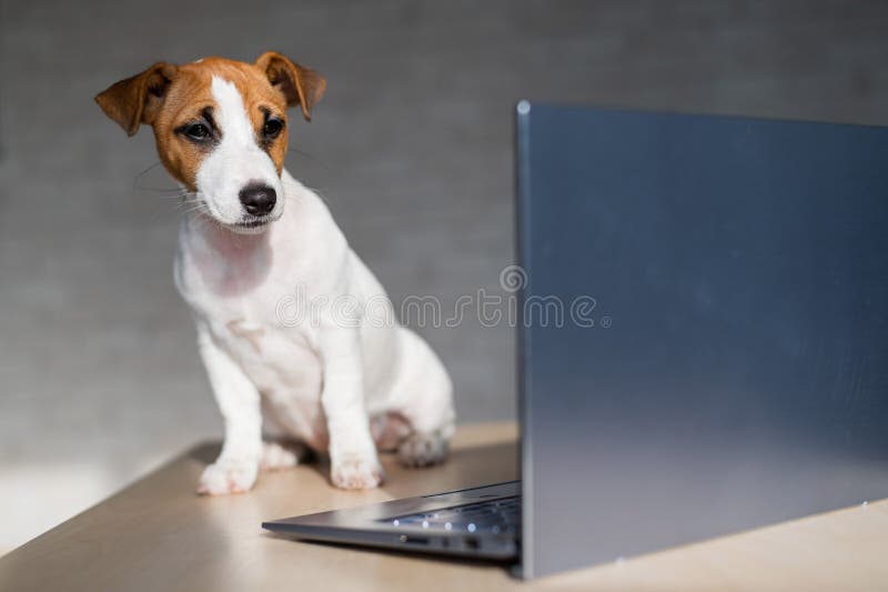 Jack Russell Terrier Puppy is Sitting in Front of a Laptop. a Small ...