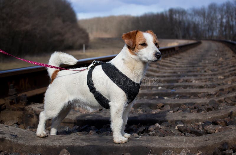 A Jack Russell Terrier on Rails Performs the Task of Demining Railway ...