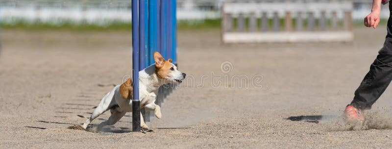 Jack Russell Terrier Running on an Agility Course Stock Image - Image ...