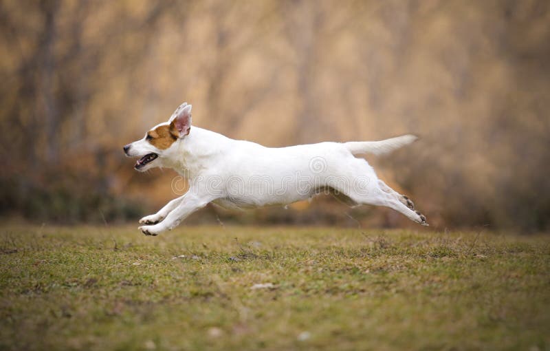 Jack Russell Terrier Running in the Park. Stock Photo - Image of doggy ...