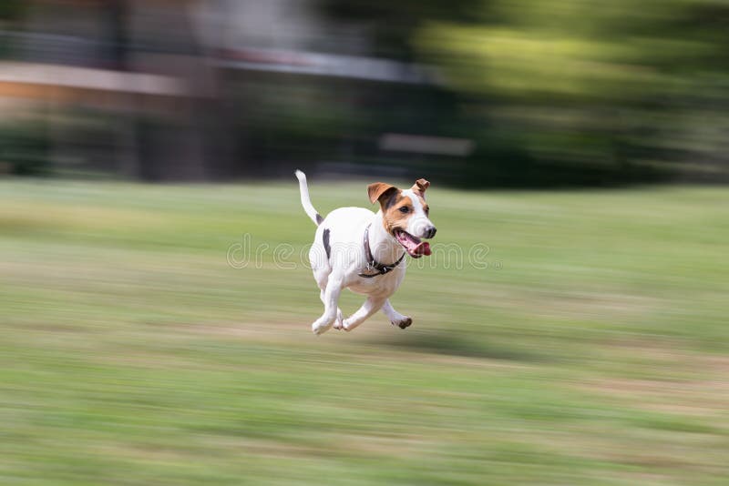 Jack Russell Terrier Running at a Park. Stock Photo - Image of purebred ...