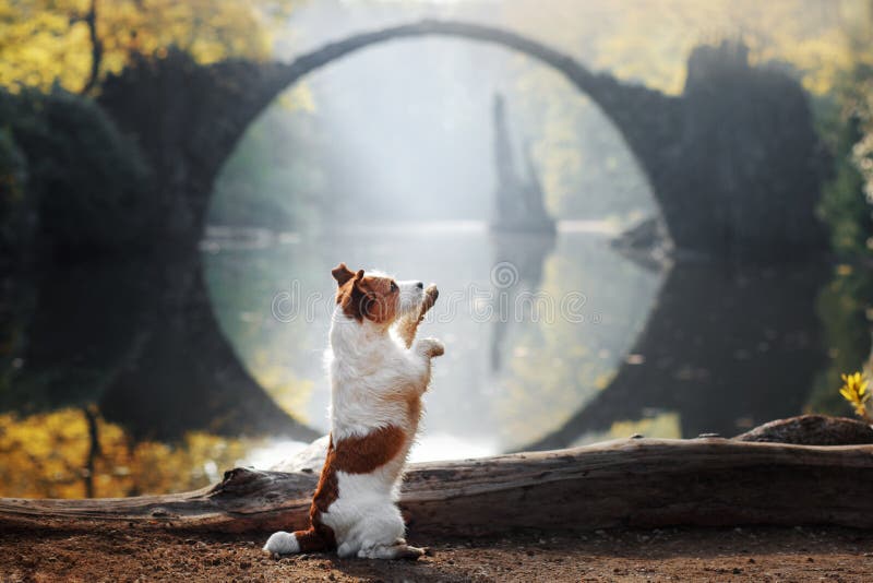 Jack Russell Terrier Near the Bridge Stock Photo - Image of view ...