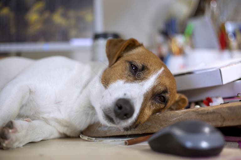 Jack Russell Terrier Sleeping on a Desktop Next To a Computer Mouse ...