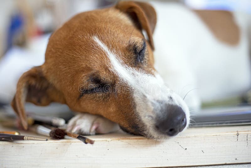 Jack Russell Terrier Sleeping on the Table, Scandinavian Design Stock ...
