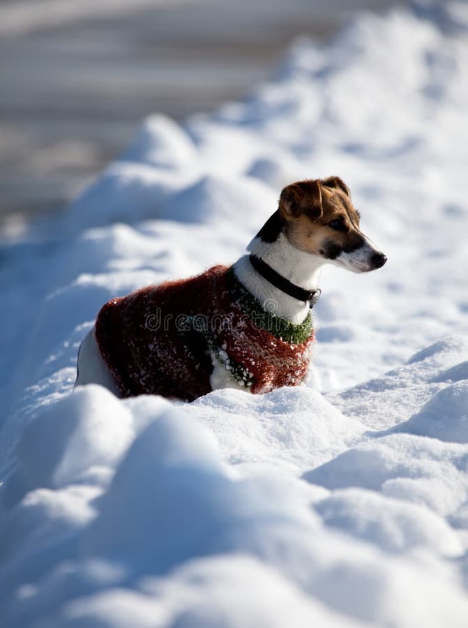 Jack Russell Terrier in the Snow Stock Photo - Image of cuteness, jack ...