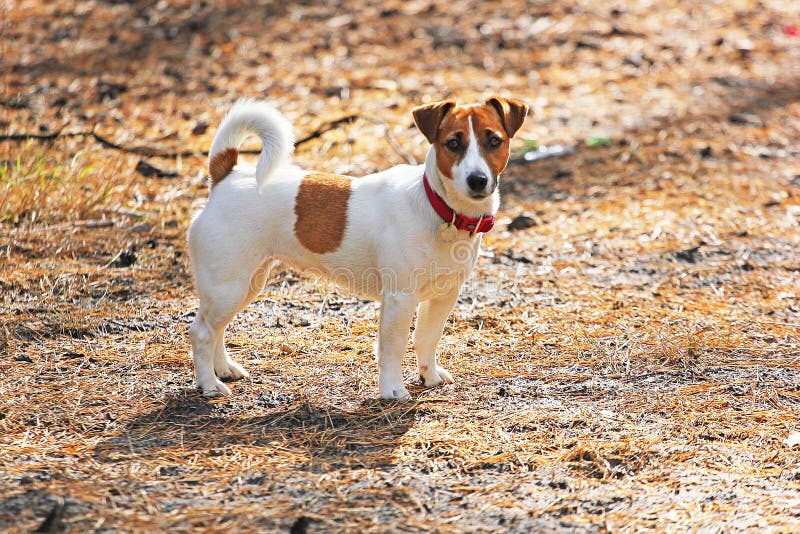 Jack Russell Terrier Stands on a Forest Path Against the Sun, Autumn ...