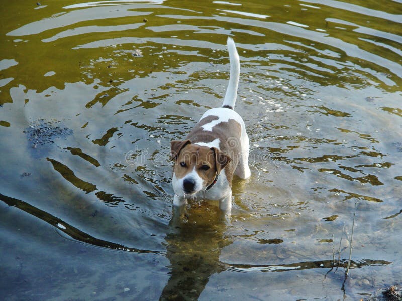 Jack russell terrier stock image. Image of animal, active - 89163481