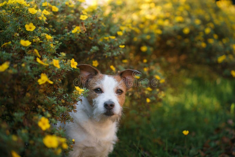 Jack Russell Terrier in Yellow Colors Stock Photo - Image of nature ...