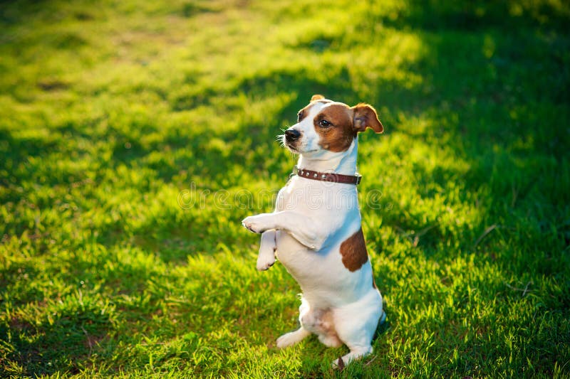 Jack Russell-Terrierhund Liegt Auf Einem Gras Stockbild - Bild von ...
