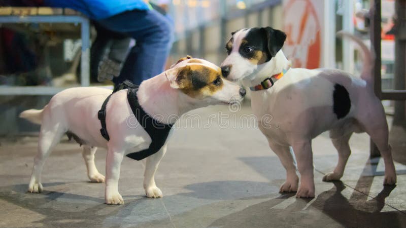 Jack Russell Terriers on Dog Show Stock Image - Image of care, brown ...