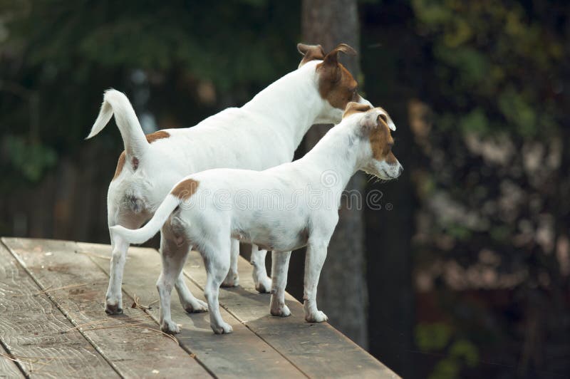 Jack Russell Terriers Ready To Hunt Stock Photo - Image of alert ...