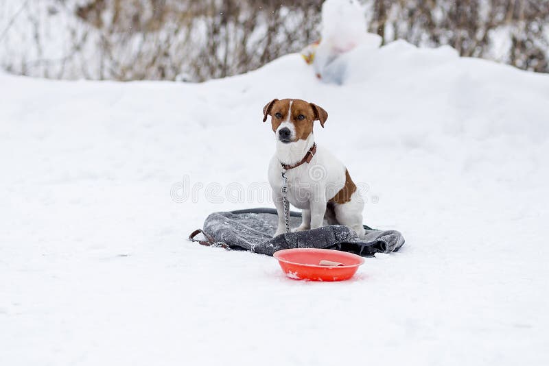 Jack Russell waiting stock image. Image of door, canine - 107826495