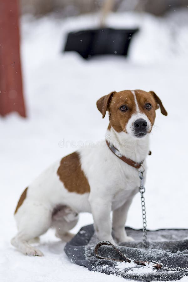 Jack Russell Waiting for His Master Stock Image - Image of friend ...