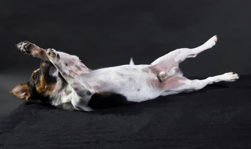 Jack Russell Terrier stock photo. Image of educated, good - 59294354