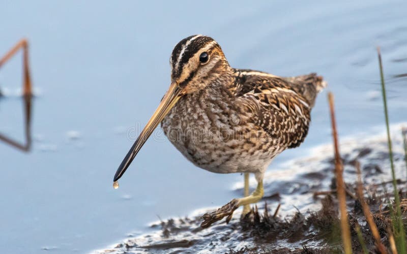 Jack Snipe Standing in Beach Stock Image - Image of nature, outdoor ...