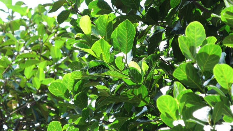Fresh Leaves of Jack Tree in Sunlight Stock Image - Image of tree ...