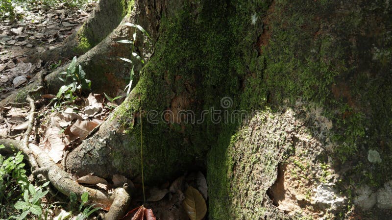 A Jack Tree Large Root Structure and Trunk Surface Texture Stock Image ...