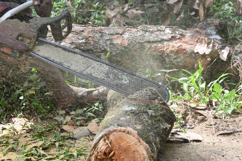 A Jack Tree Trunk is Being Cut by a Chainsaw and Creates the Sawdust on ...