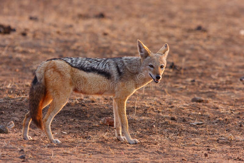 Howling Jackal stock image. Image of predator, teeth, carnivore - 604213