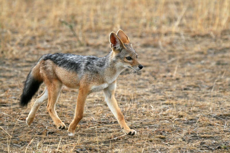 Jackal stock image. Image of wild, mesomelas, wildlife - 2230875