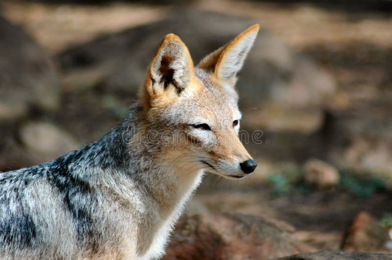 Jackal. stock image. Image of canis, clever, hound, foxhunt - 388843
