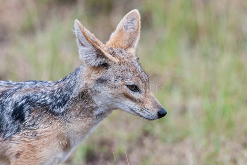 Jackal Fotos De Stock - Descarga 3,628 Fotos Libres de Derechos