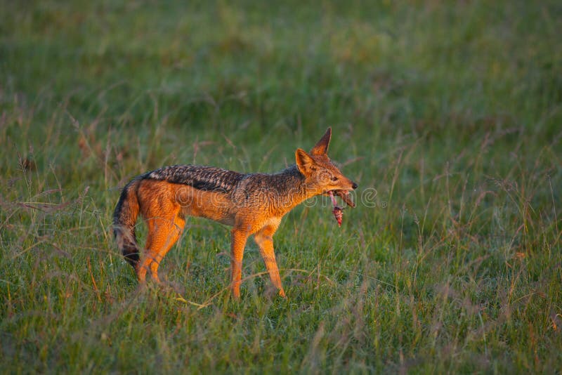 Jackal foto de archivo. Imagen de tanzania, campo, limpiador - 52833968