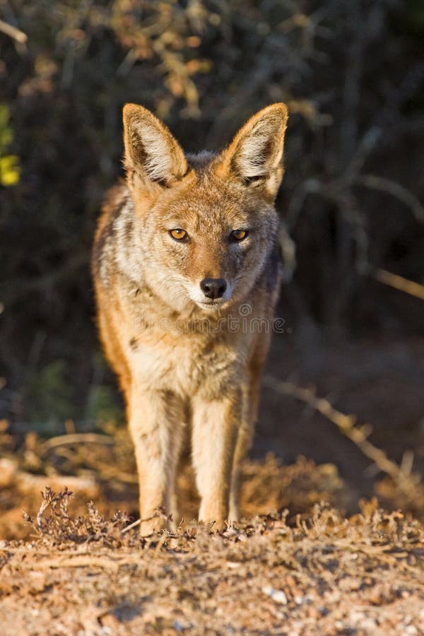 Jackal stock image. Image of scavenger, details, portrait - 4476337