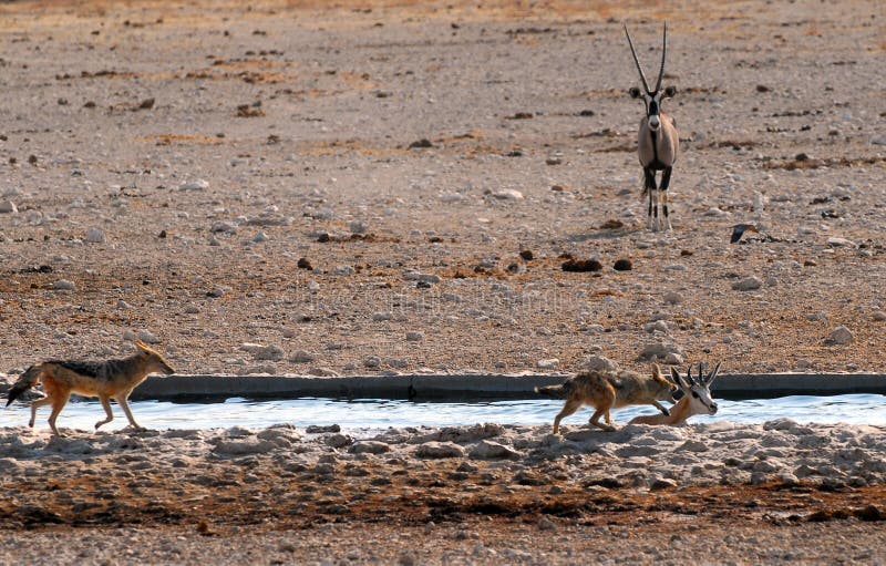 Jackal attacks springbok stock image. Image of banks, safari - 7169137