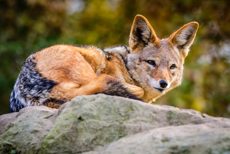 Jackal stock photo. Image of ears, nose, ecology, canis - 36292800