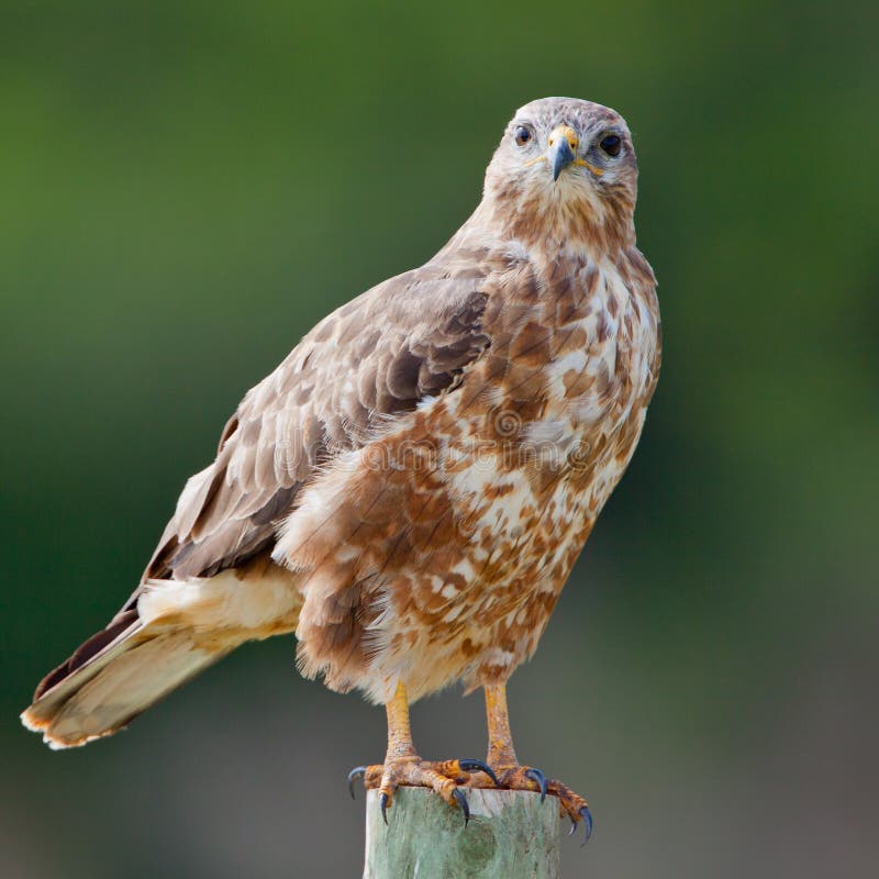 Jackal Buzzard stock image. Image of buzzard, birds, bird - 21707575