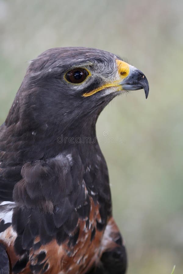 Jackal Buzzard Bird stock photo. Image of portrait, nature - 12703550