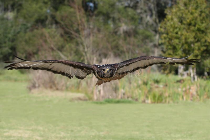 Jackal Buzzard Bird stock photo. Image of falconry, nature - 15781216