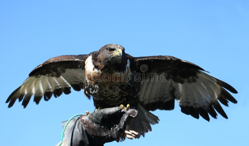 Jackal Buzzard Bird of Prey Stock Photo - Image of hand, raptor: 15827376