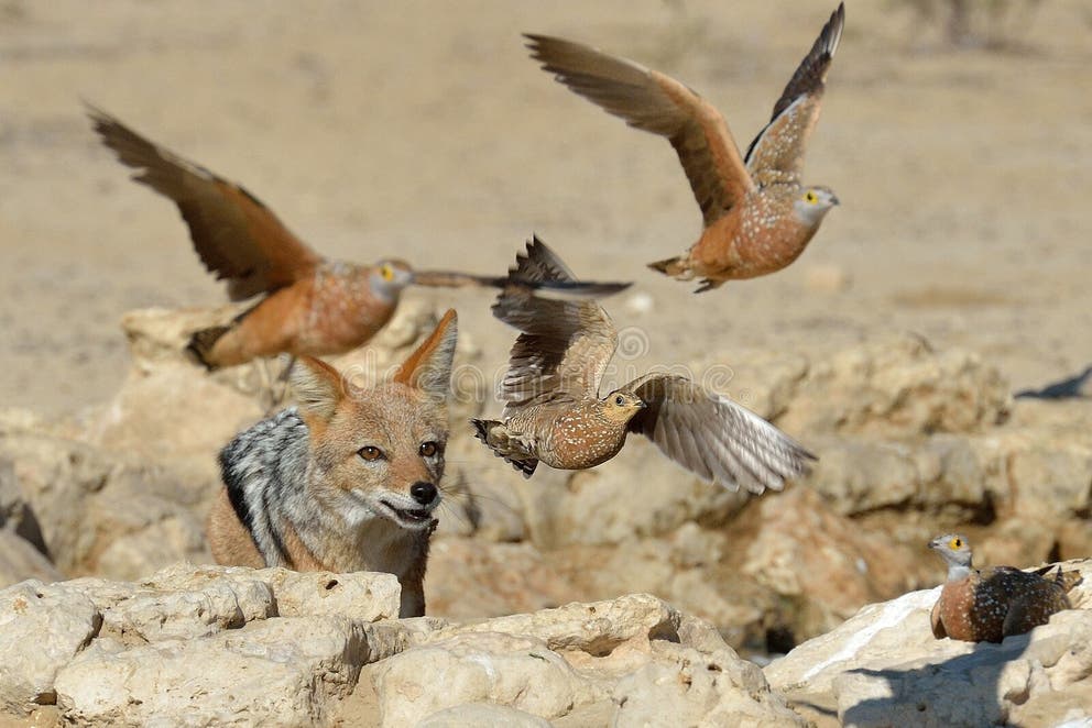 Jackal chasing sand grouse stock photo. Image of jackal - 30200644