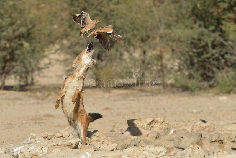 Jackal chasing sand grouse stock photo. Image of scavenger - 30200798