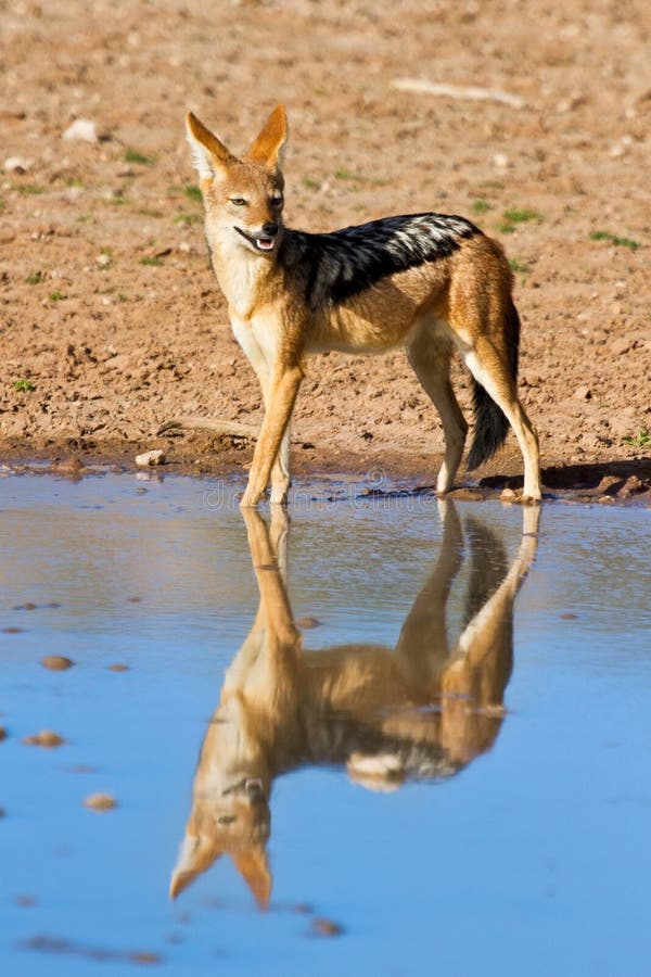 Jackal drinking water stock image. Image of mesomelas - 31075157