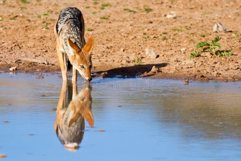 Jackal drinking water stock image. Image of mesomelas - 31150081