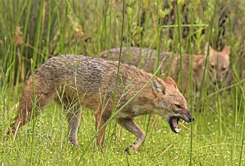 Jackal expose teeth stock photo. Image of expose, behavior - 258504966