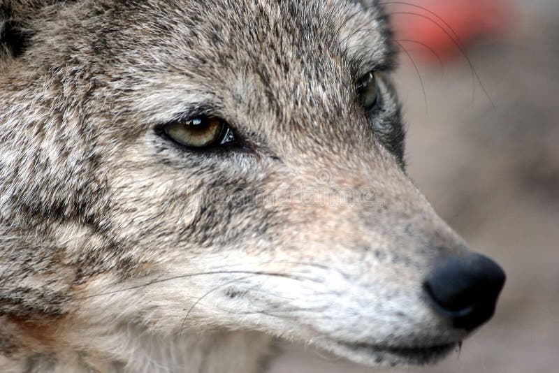 Jackal Face stock photo. Image of wild, face, nose, jackal - 2645780