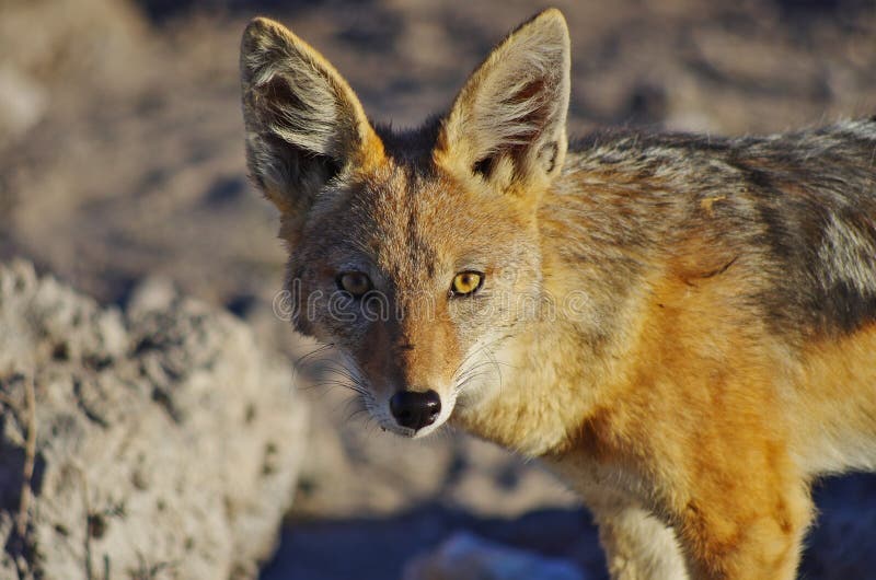 Jackal face stock image. Image of face, carnivore, etosha - 74433331